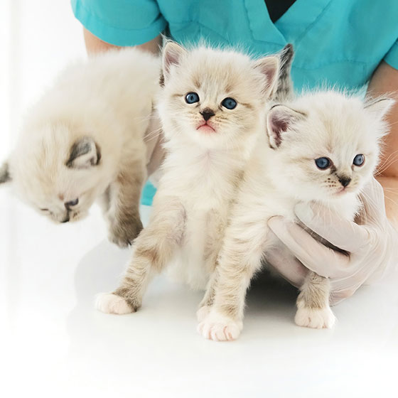 Cystotomy - Hyde Park Veterinary Hospital