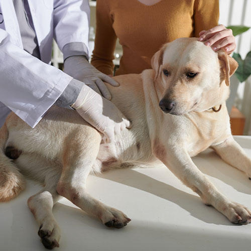 Cystotomy - Hyde Park Veterinary Hospital