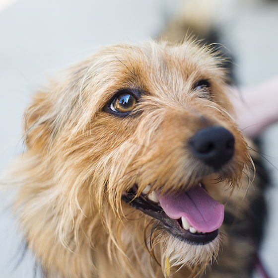 Cystotomy - Hyde Park Veterinary Hospital