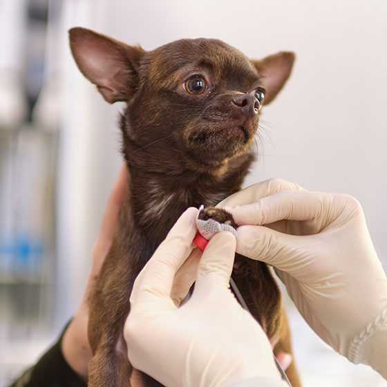 Cystotomy - Hyde Park Veterinary Hospital