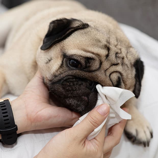 Cystotomy - Hyde Park Veterinary Hospital