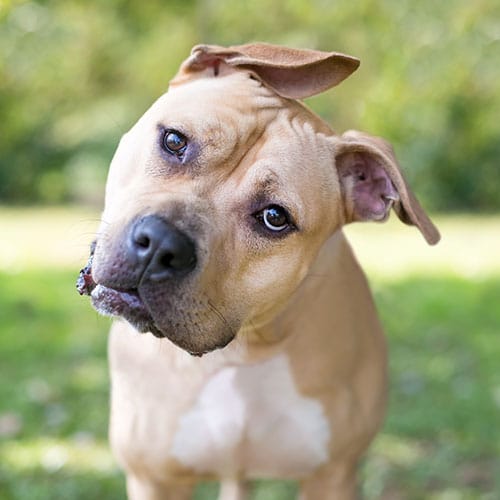 Mass Removal Surgery - Hyde Park Veterinary Hospital