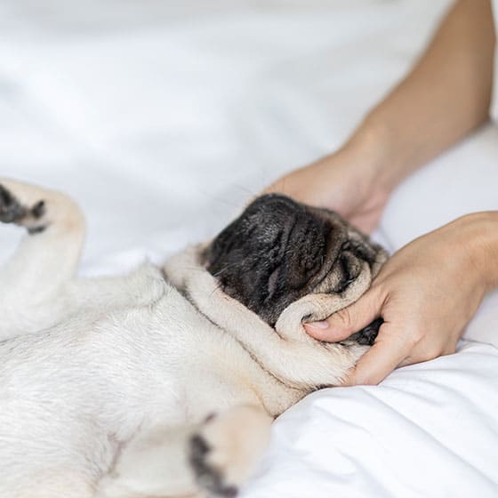 Mass Removal Surgery - Hyde Park Veterinary Hospital
