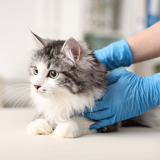 Spay and Neuter Surgery - Hyde Park Veterinary Hospital