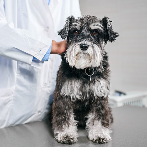 Spay and Neuter Surgery - Hyde Park Veterinary Hospital