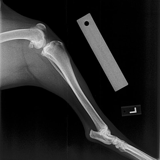 Cruciate Tear/ACL Tear Surgery - Hyde Park Veterinary Hospital