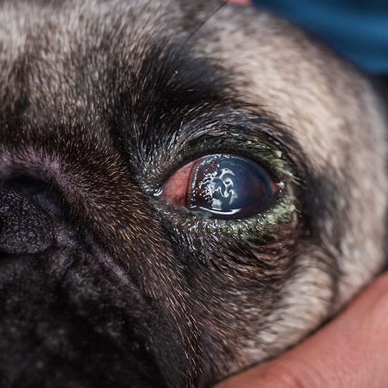 Eyelid Mass and Entropion Surgery - Hyde Park Veterinary Hospital