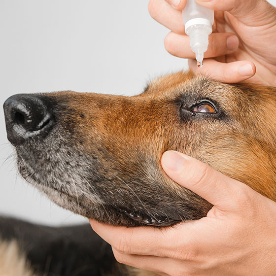 Eyelid Mass and Entropion Surgery - Hyde Park Veterinary Hospital