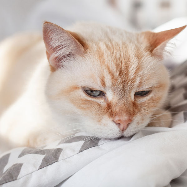 Perineal Urethrostomy Surgery - Hyde Park Veterinary Hospital